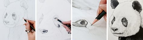 Online Course - Naturalistic Animal Drawing with Graphite Pencil (Amy ...