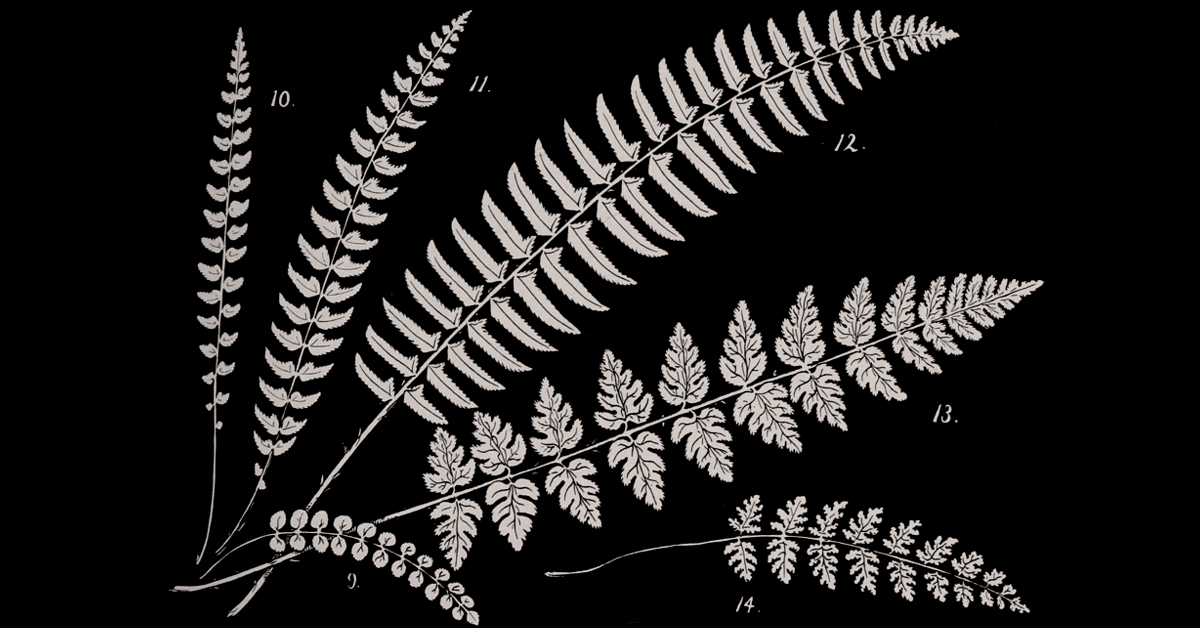 More than 270,000 Free Nature Illustrations from the Biodiversity ...