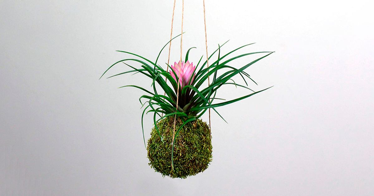 10 Inspiring Examples of Kokedama: Discover the Art of Making Moss ...