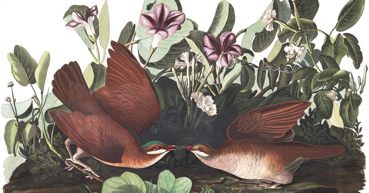 9 Websites for 1000s of Free Vintage Images and Illustrations | Domestika