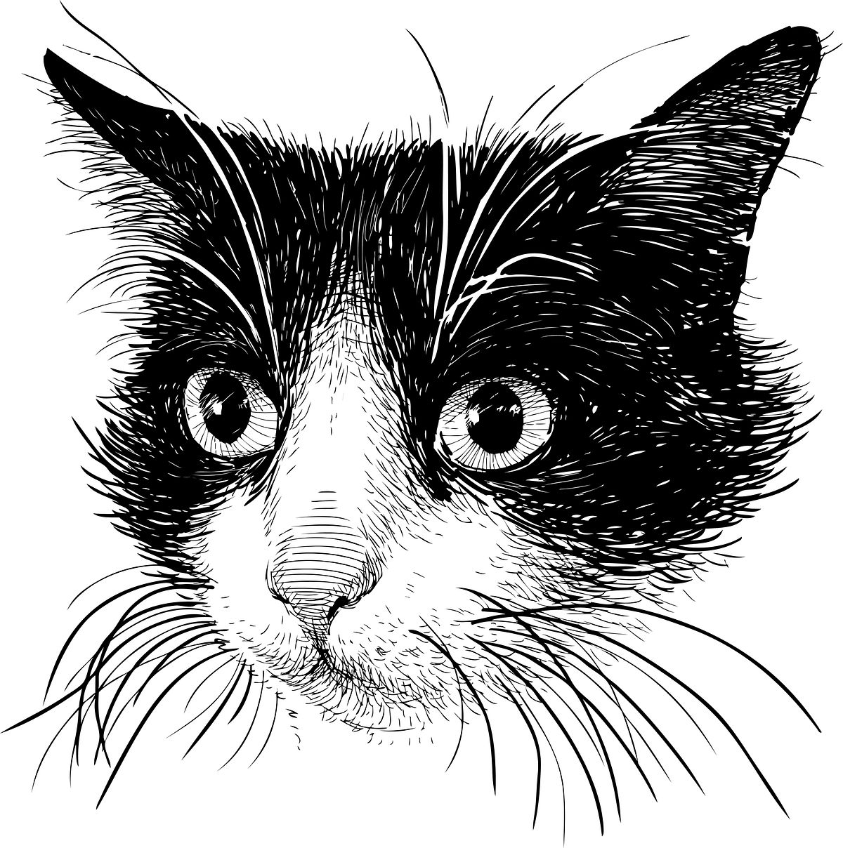 How to Draw a Realistic Cat Step-by-step | Domestika