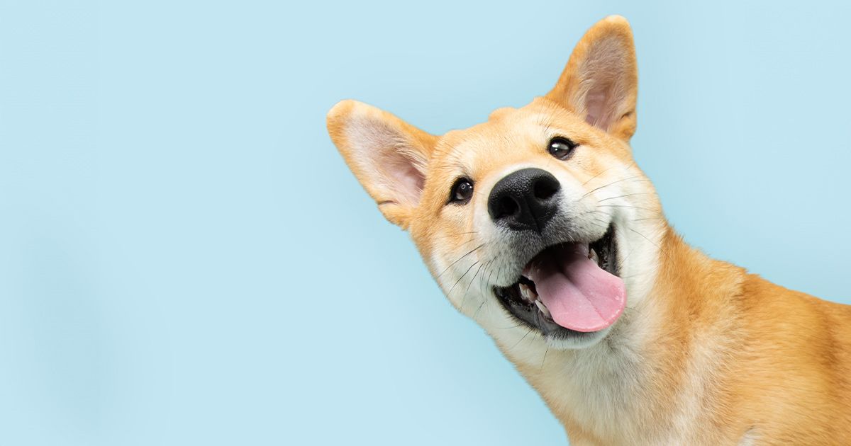 Como Arreglar Los Ojos Verdes De Un Perro En Photoshop