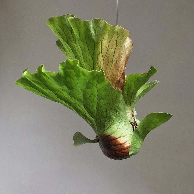 10 Inspiring Examples of Kokedama: Discover the Art of Making Moss ...