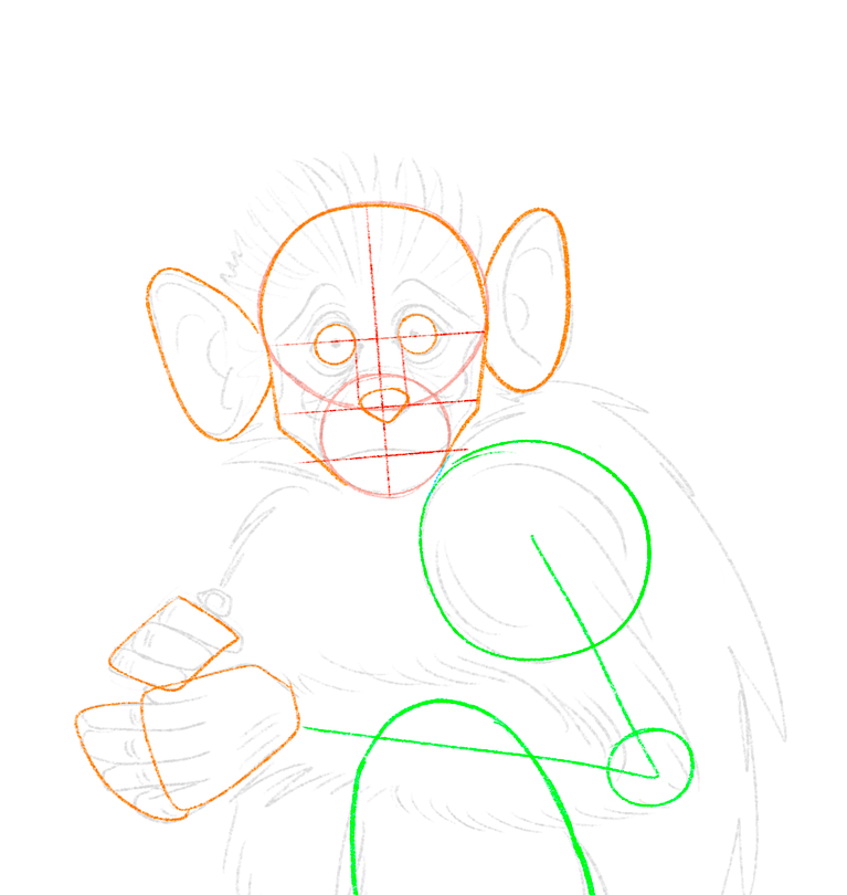 How to Draw A Monkey Step by Step | Domestika