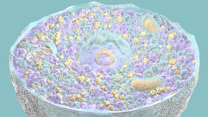 Cellular Ageing animation | Domestika