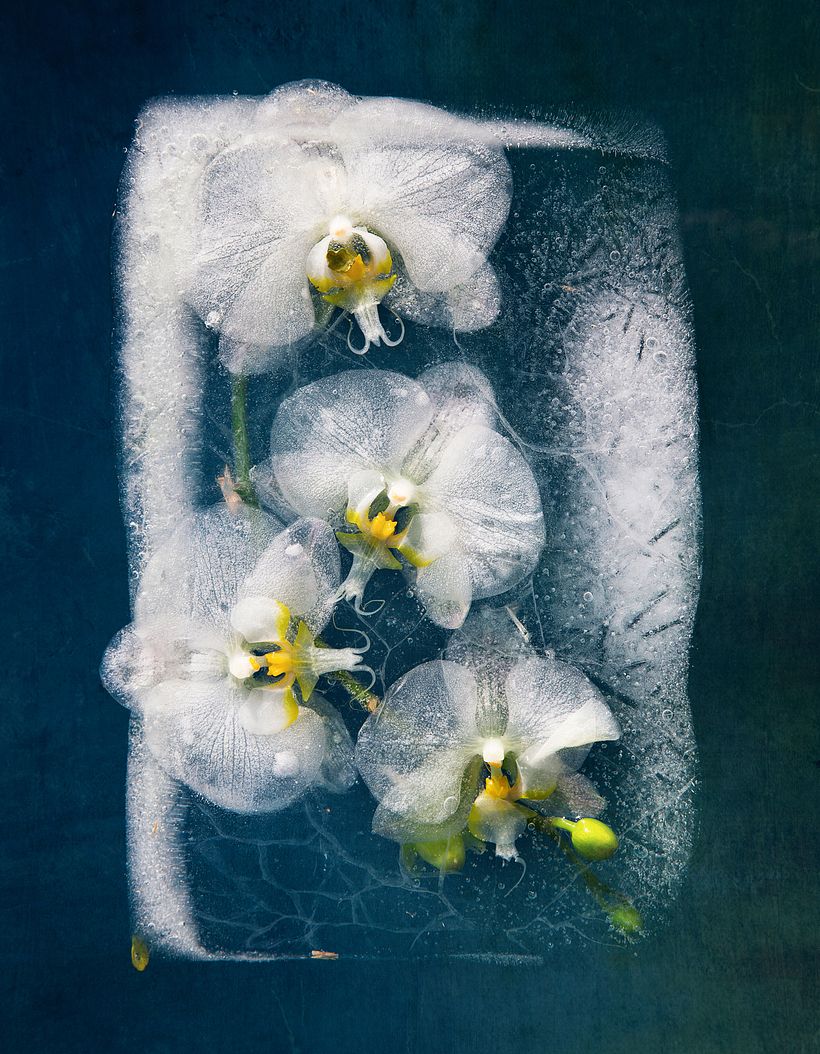 Conoce el increíble proceso de fotografía bajo cero de Smith y Boyd ...