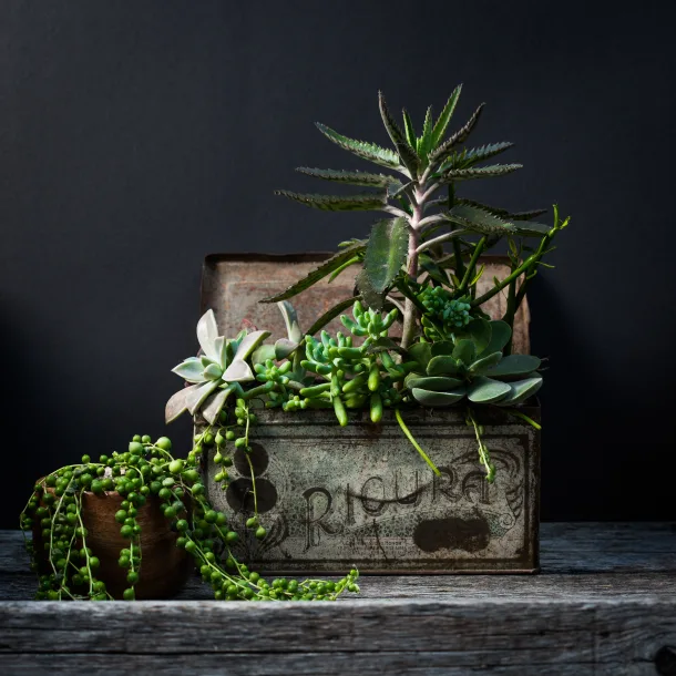 Design and Composition Ideas to Create Living Botanical Décors | Domestika