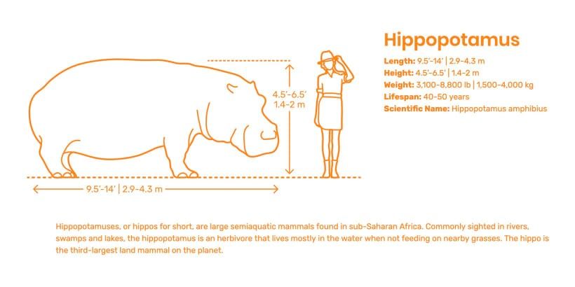 The Free Universal Measurements Guide We All Need | Domestika