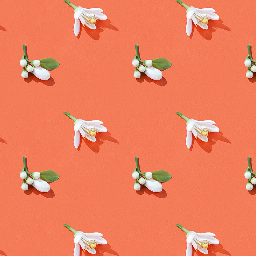 Qué es una foto flat lay y cómo componerla | Domestika