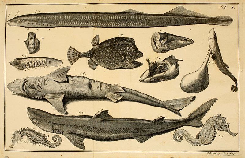More than 270,000 Free Nature Illustrations from the Biodiversity ...