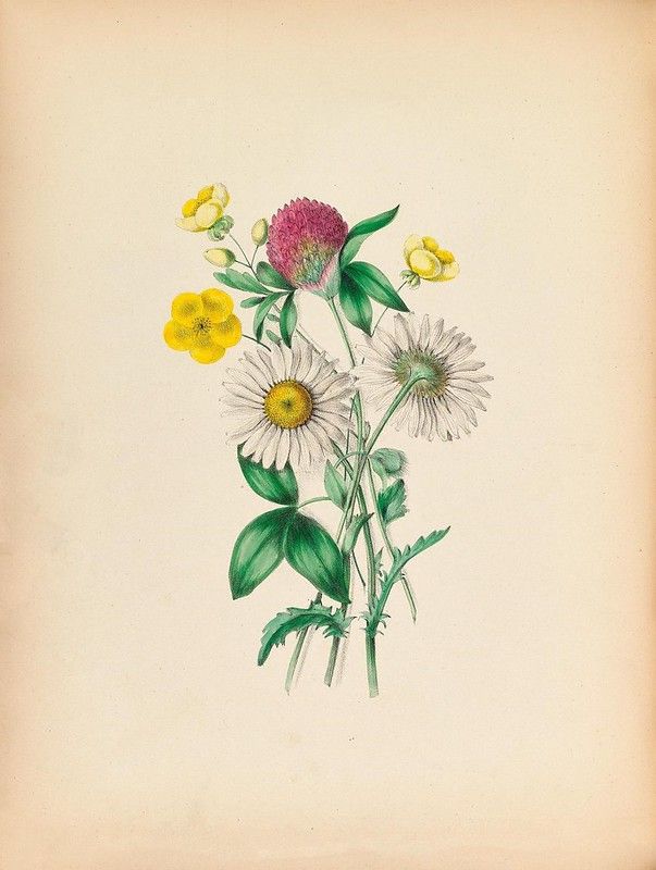 More than 270,000 Free Nature Illustrations from the Biodiversity ...