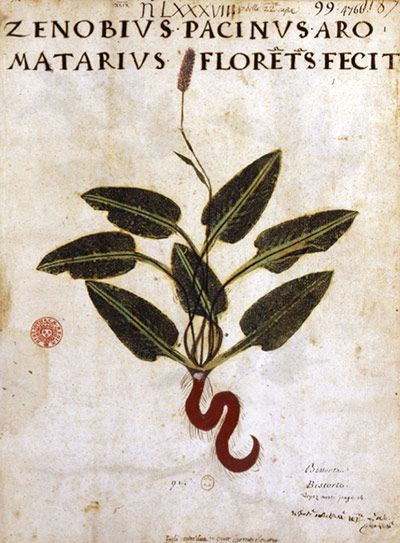 A Brief History of Botanical Printing | Domestika