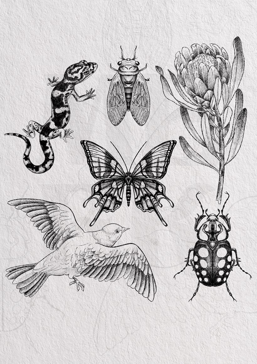 Insect Drawings | Domestika