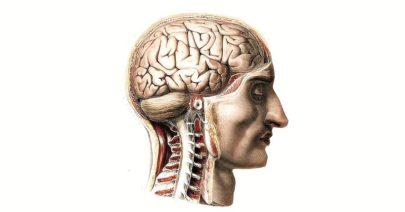 8 Inspiring Medical and Scientific Artists | Domestika