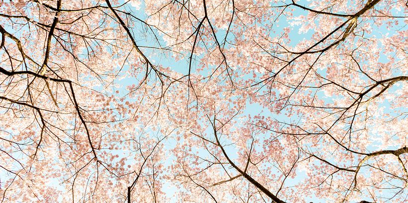 Cómo escribir poemas haiku con ejemplos | Domestika