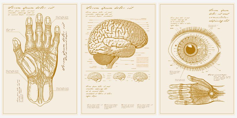 Free Download: Human Anatomy Fundamentals | Domestika