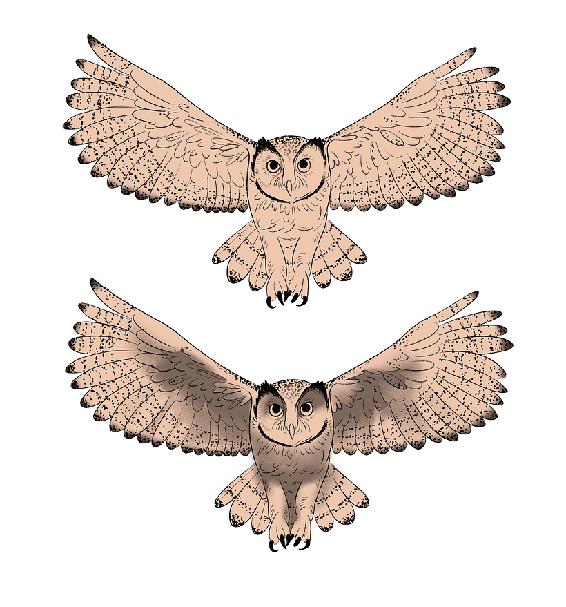 Free Tutorial: How to Draw an Owl | Domestika