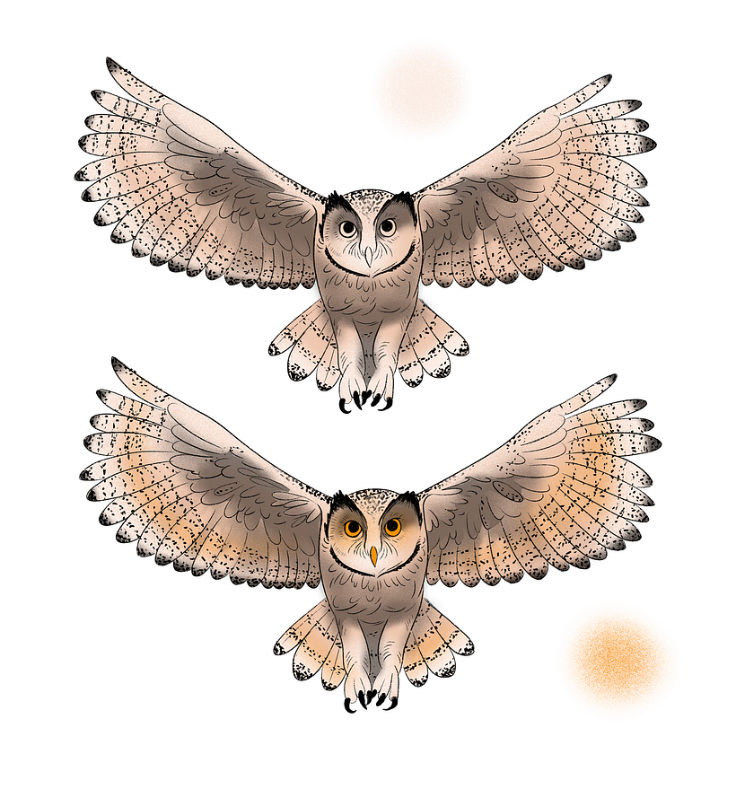 Free Tutorial: How to Draw an Owl | Domestika